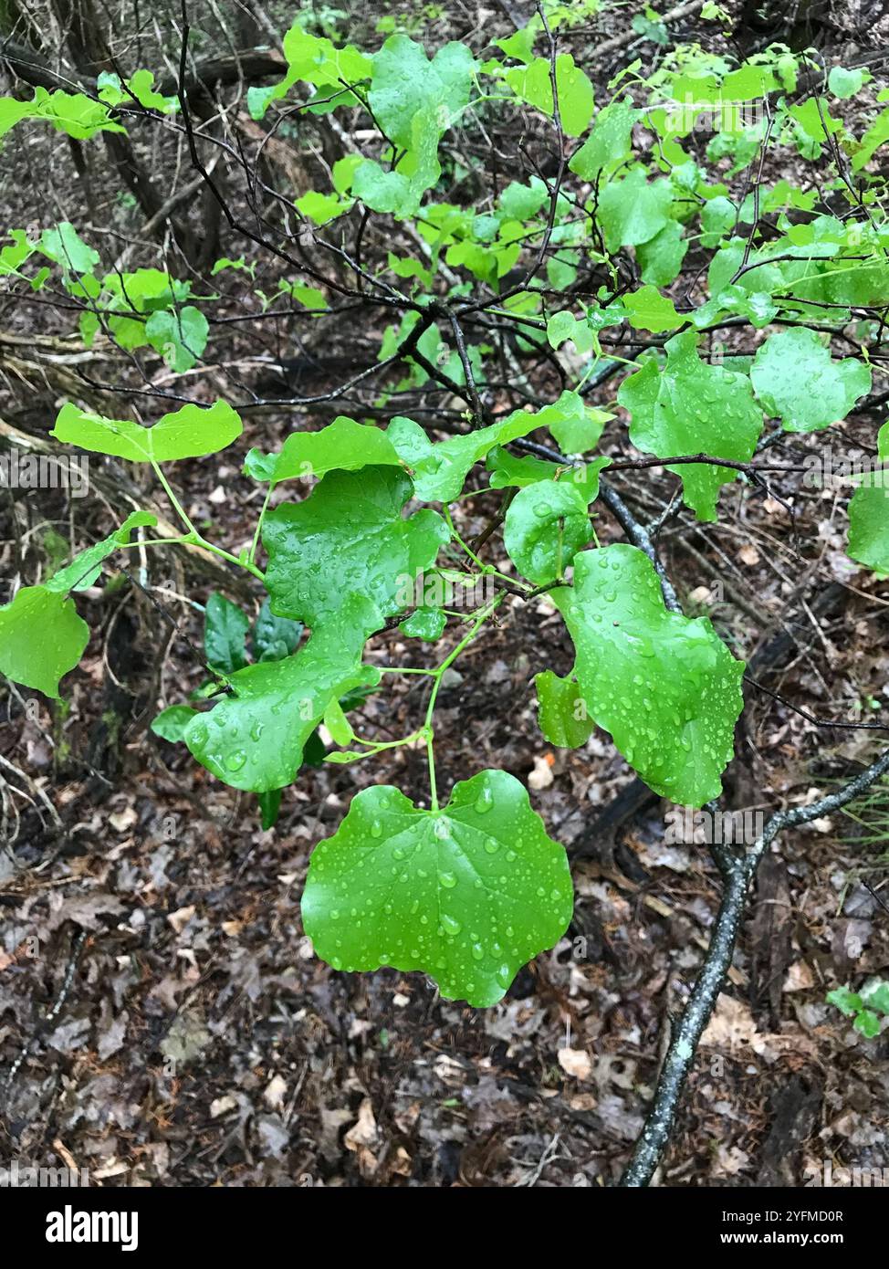 Texas redbud (Cercis canadensis texensis Stock Photo - Alamy