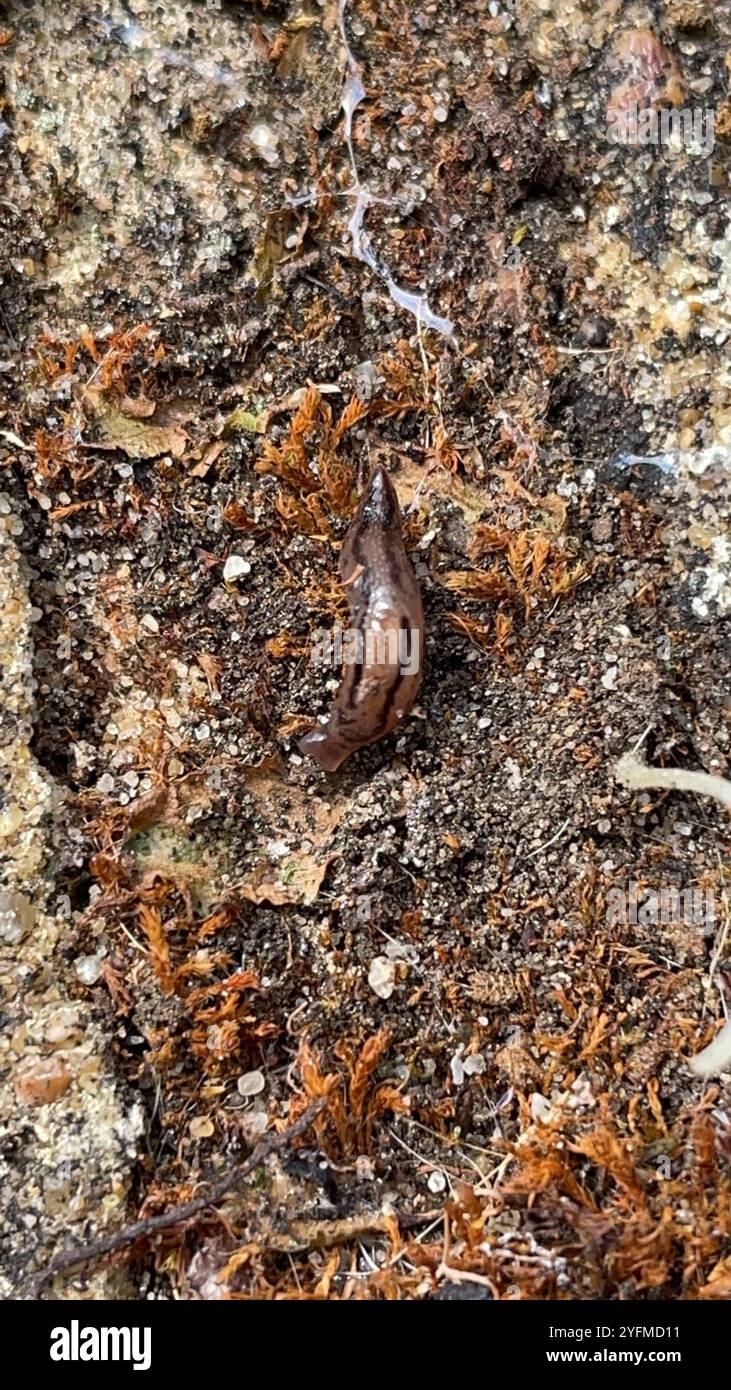 Threeband Slugs (Ambigolimax Stock Photo - Alamy