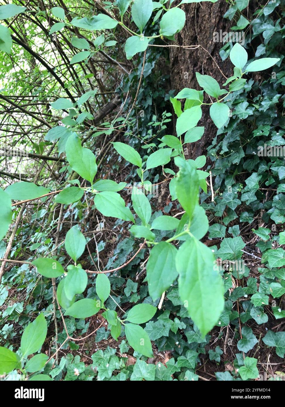 Lewis' mock orange (Philadelphus lewisii Stock Photo - Alamy
