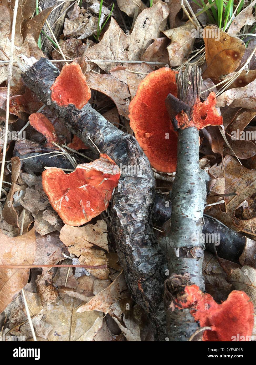 Northern Cinnabar Polypore (Trametes cinnabarina Stock Photo - Alamy