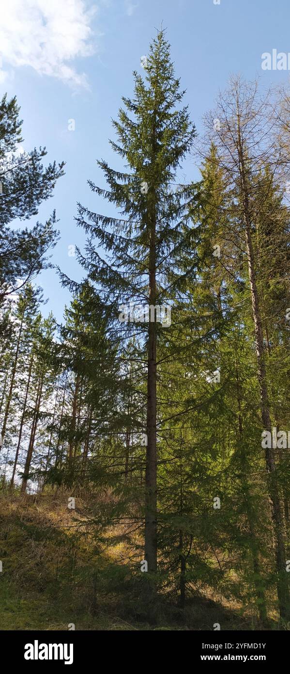 Siberian spruce (Picea obovata Stock Photo - Alamy