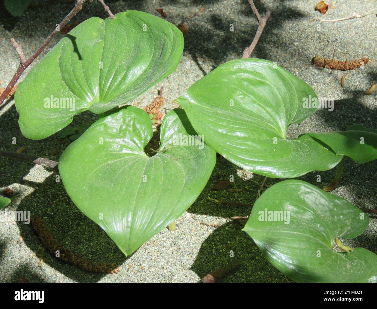 Western Lily of the Valley (Maianthemum dilatatum Stock Photo - Alamy