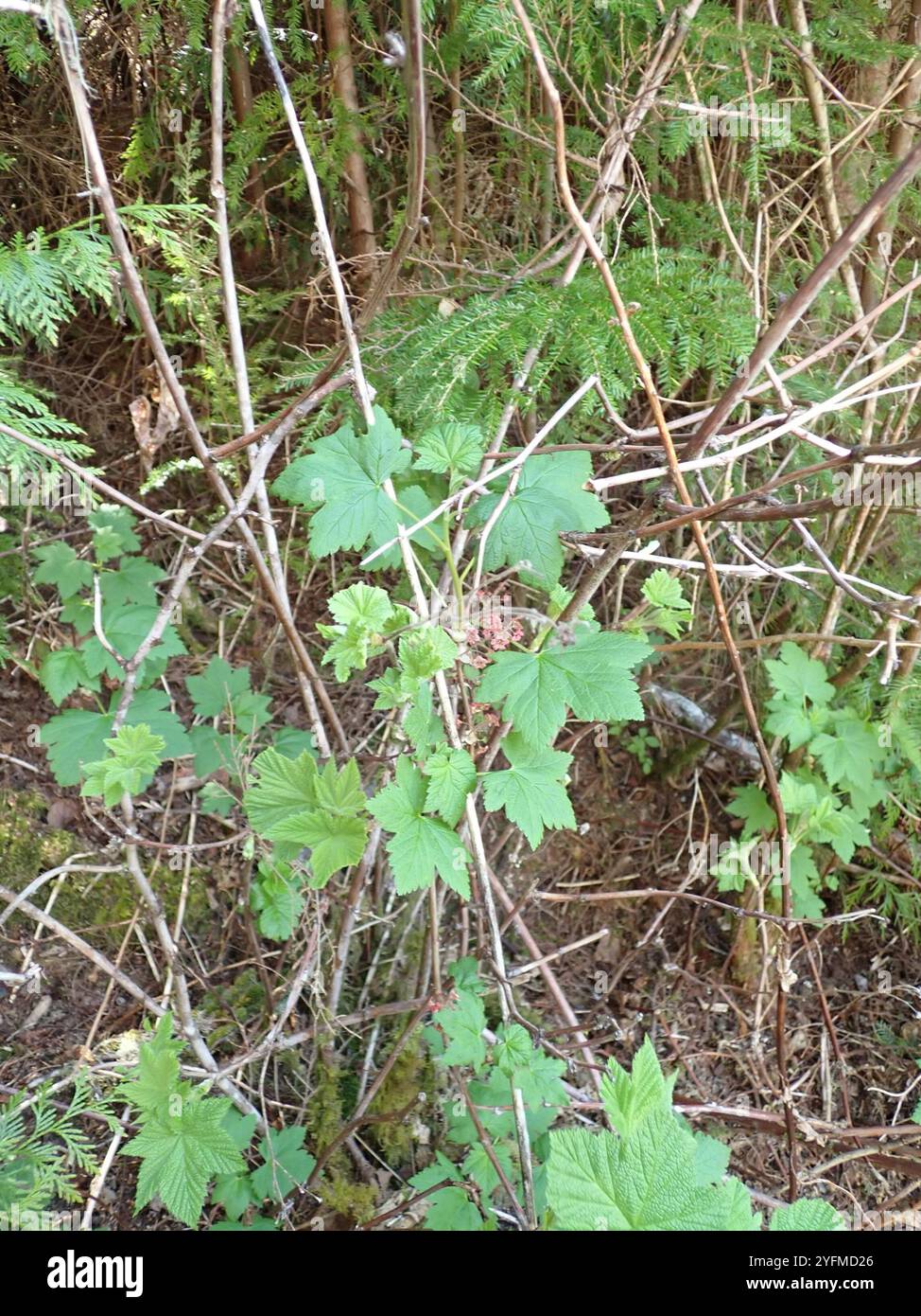 Trailing Blackcurrant (Ribes laxiflorum Stock Photo - Alamy