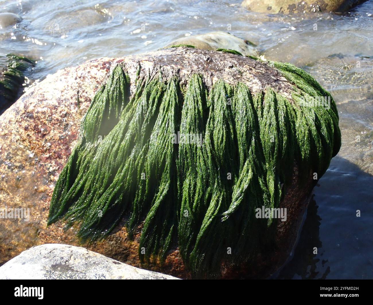 Acrosiphonia hi-res stock photography and images - Alamy