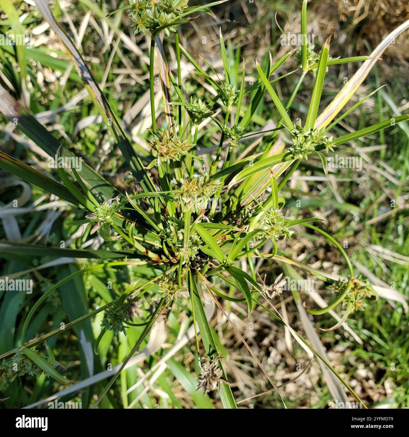 Umbrella papyrus (Cyperus alternifolius flabelliformis Stock Photo - Alamy