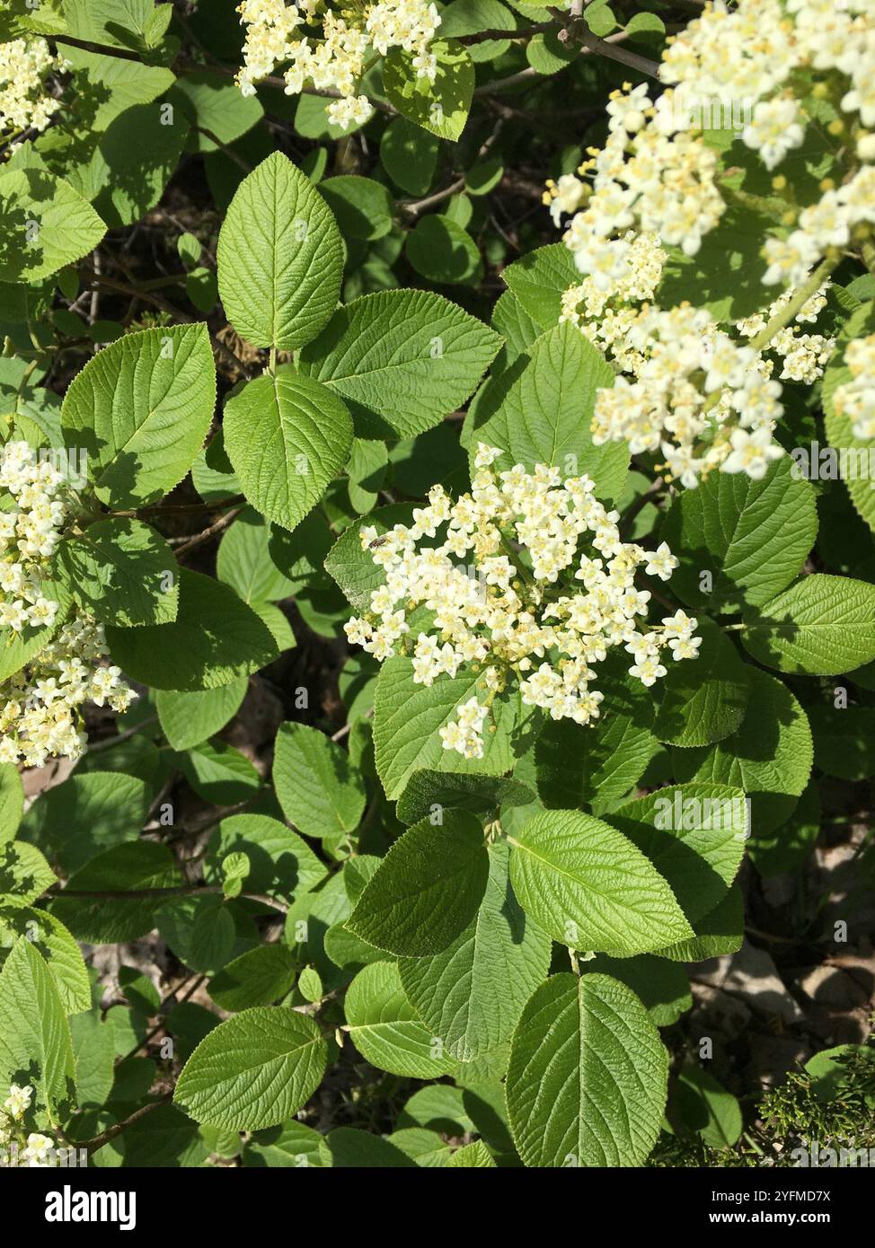 Wayfaring-tree (Viburnum lantana Stock Photo - Alamy