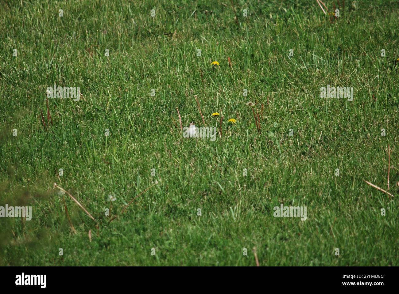 Clay-colored Sparrow (Spizella pallida Stock Photo - Alamy