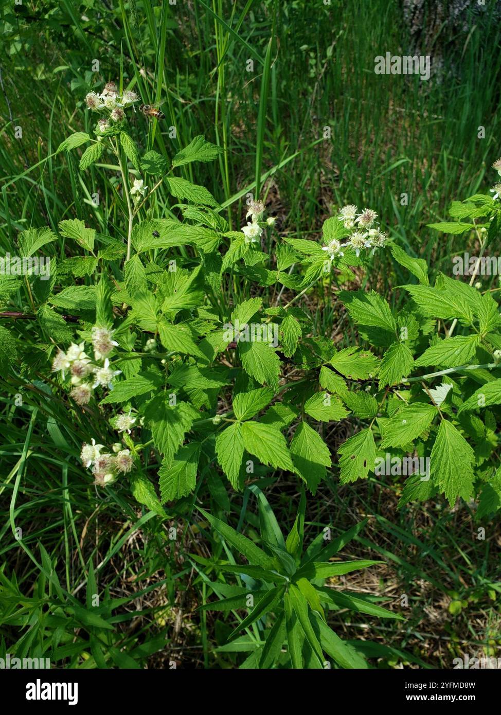black raspberry (Rubus occidentalis Stock Photo - Alamy