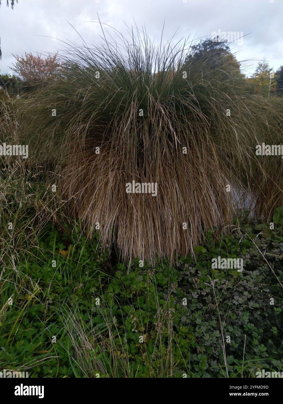 Secta hi-res stock photography and images - Alamy