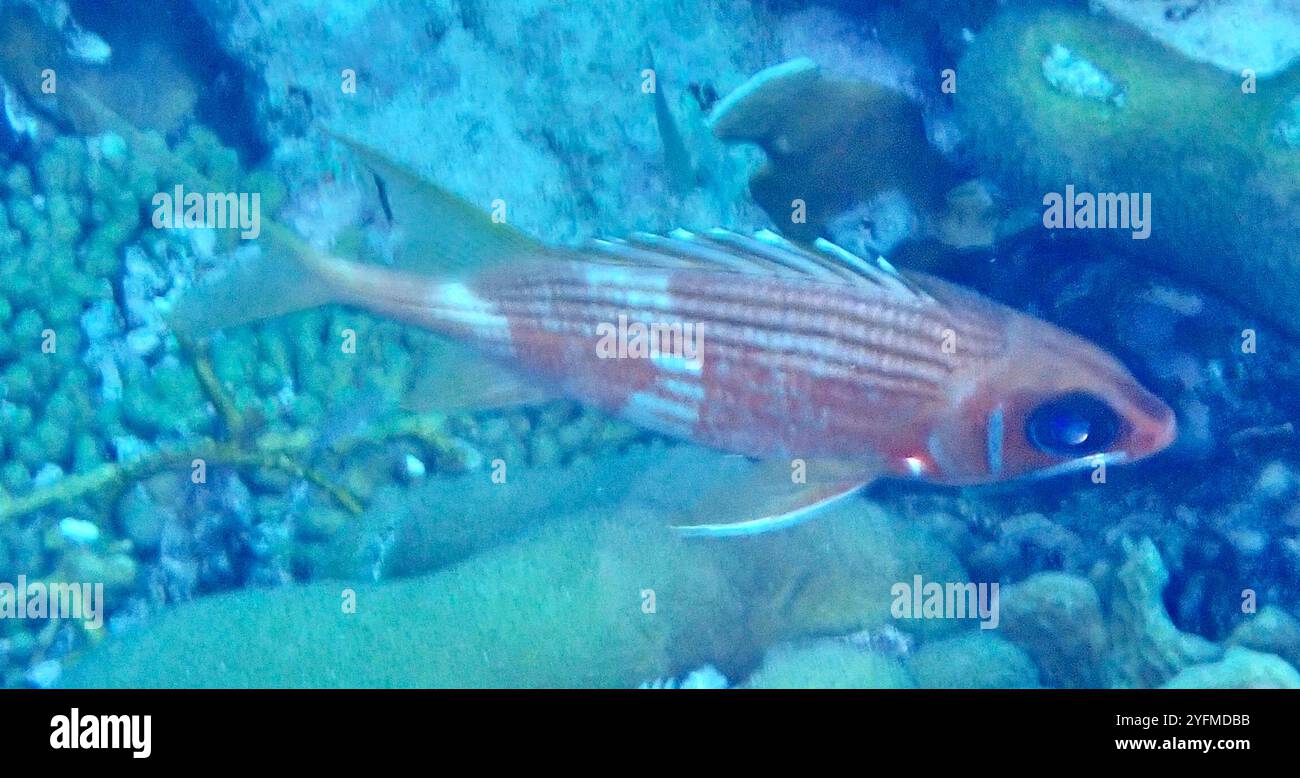 Longspine Squirrelfish (Holocentrus rufus Stock Photo - Alamy