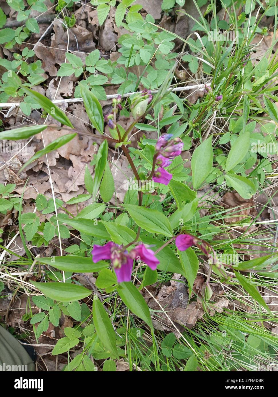 spring vetch (Lathyrus vernus Stock Photo - Alamy