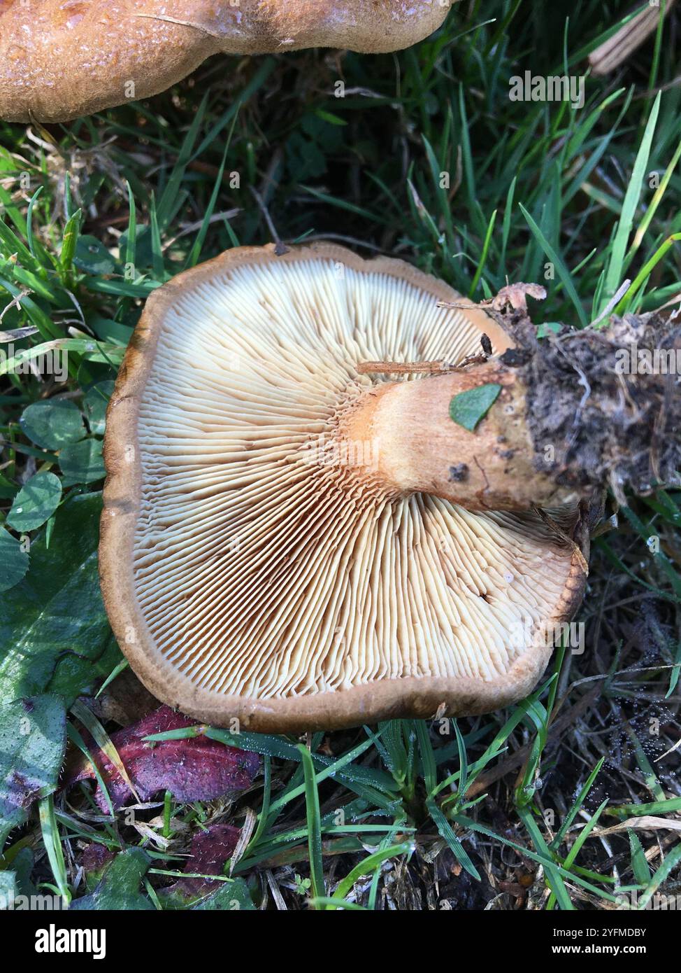 Brown Roll-Rim (Paxillus involutus Stock Photo - Alamy