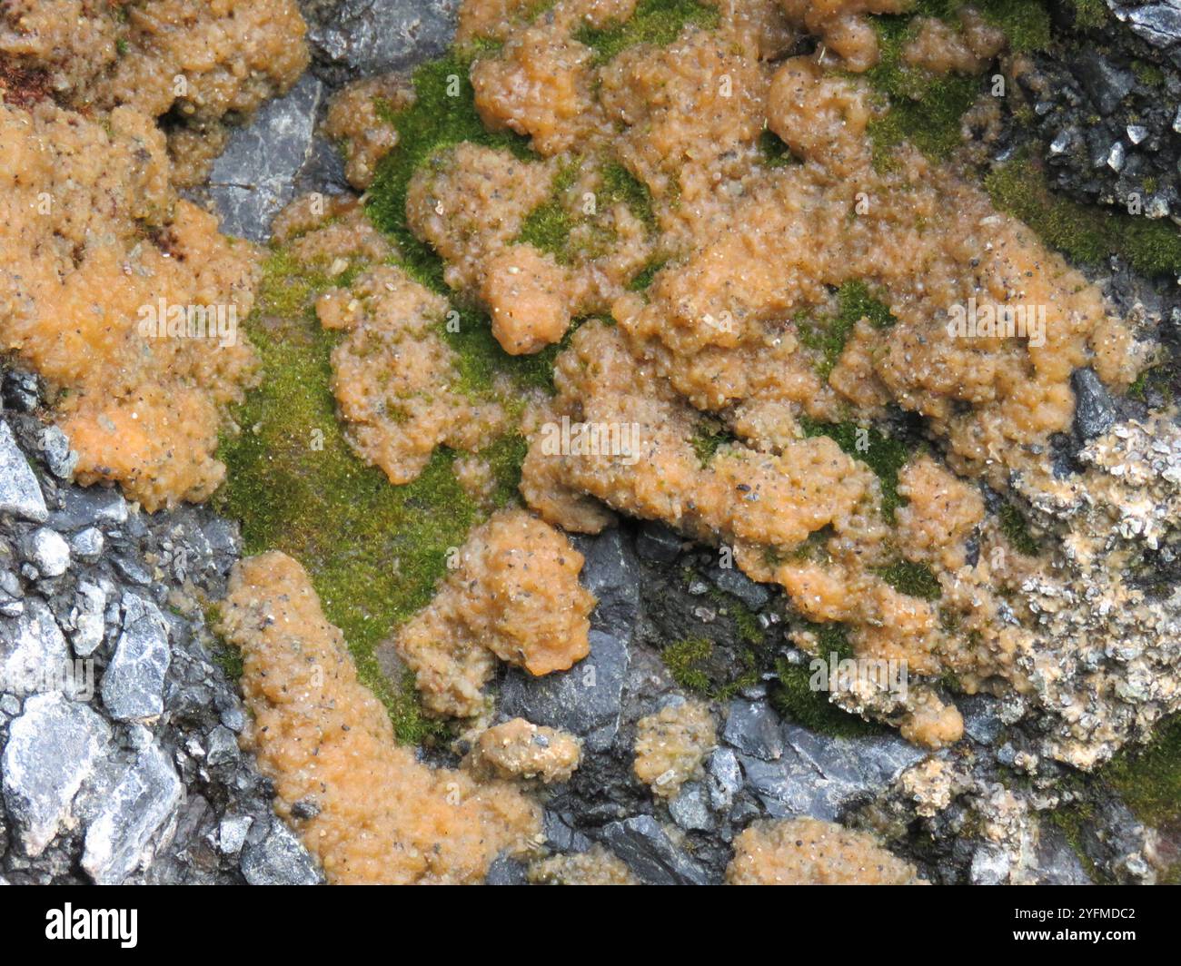 slime molds (Mycetozoa Stock Photo - Alamy