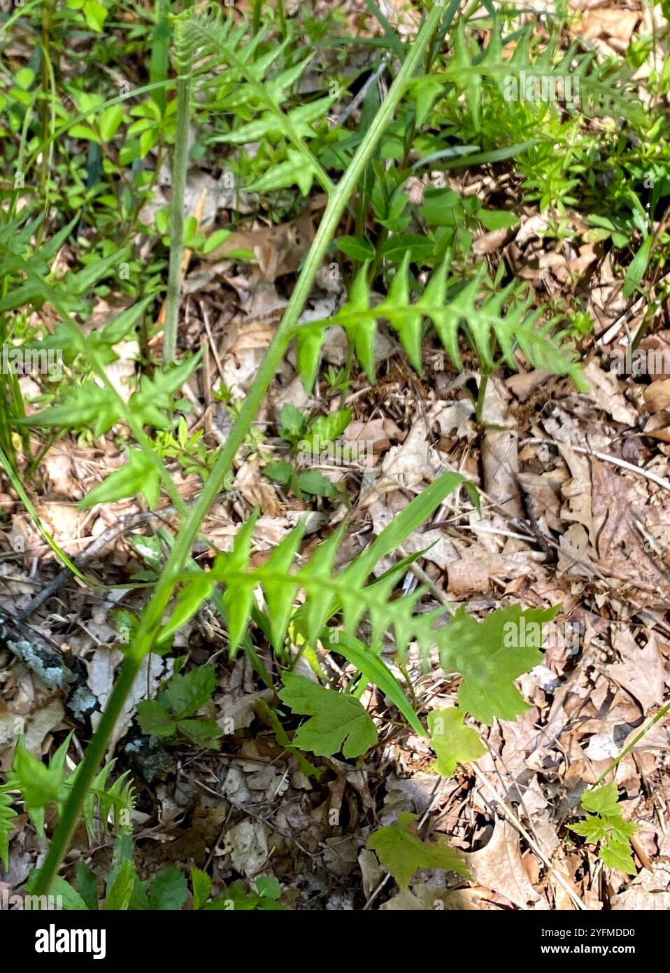 eagle fern (Pteridium aquilinum latiusculum Stock Photo - Alamy