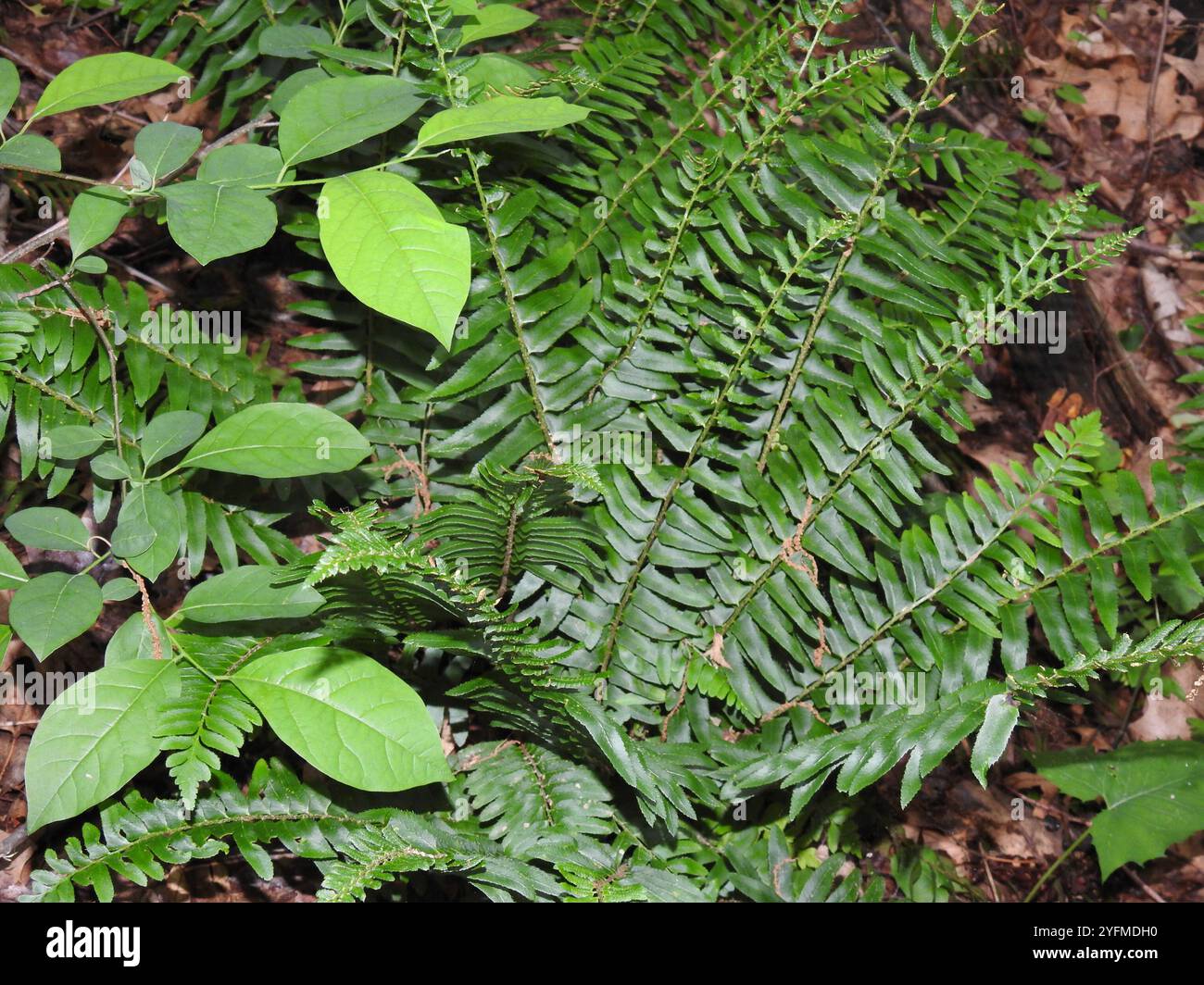 Christmas fern (Polystichum acrostichoides Stock Photo - Alamy