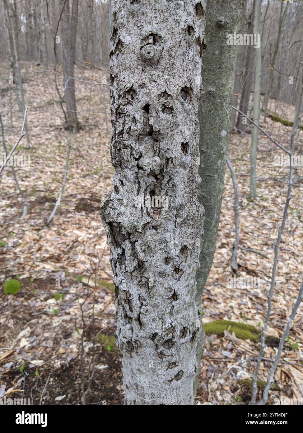 Beech Bark Canker Fungus (Neonectria faginata Stock Photo - Alamy