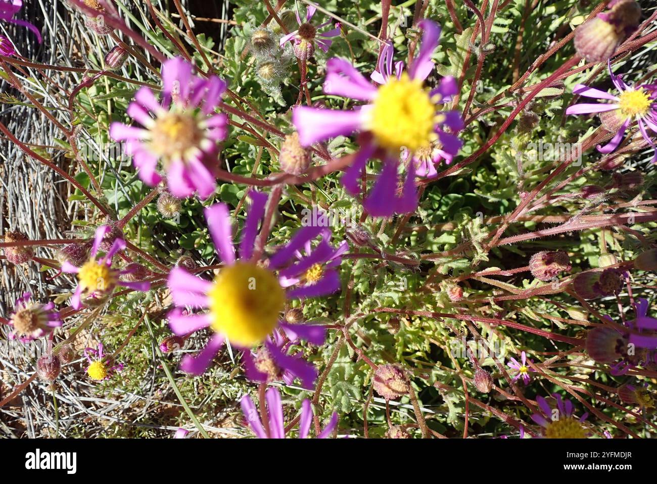 Senecio arenarius hi-res stock photography and images - Alamy