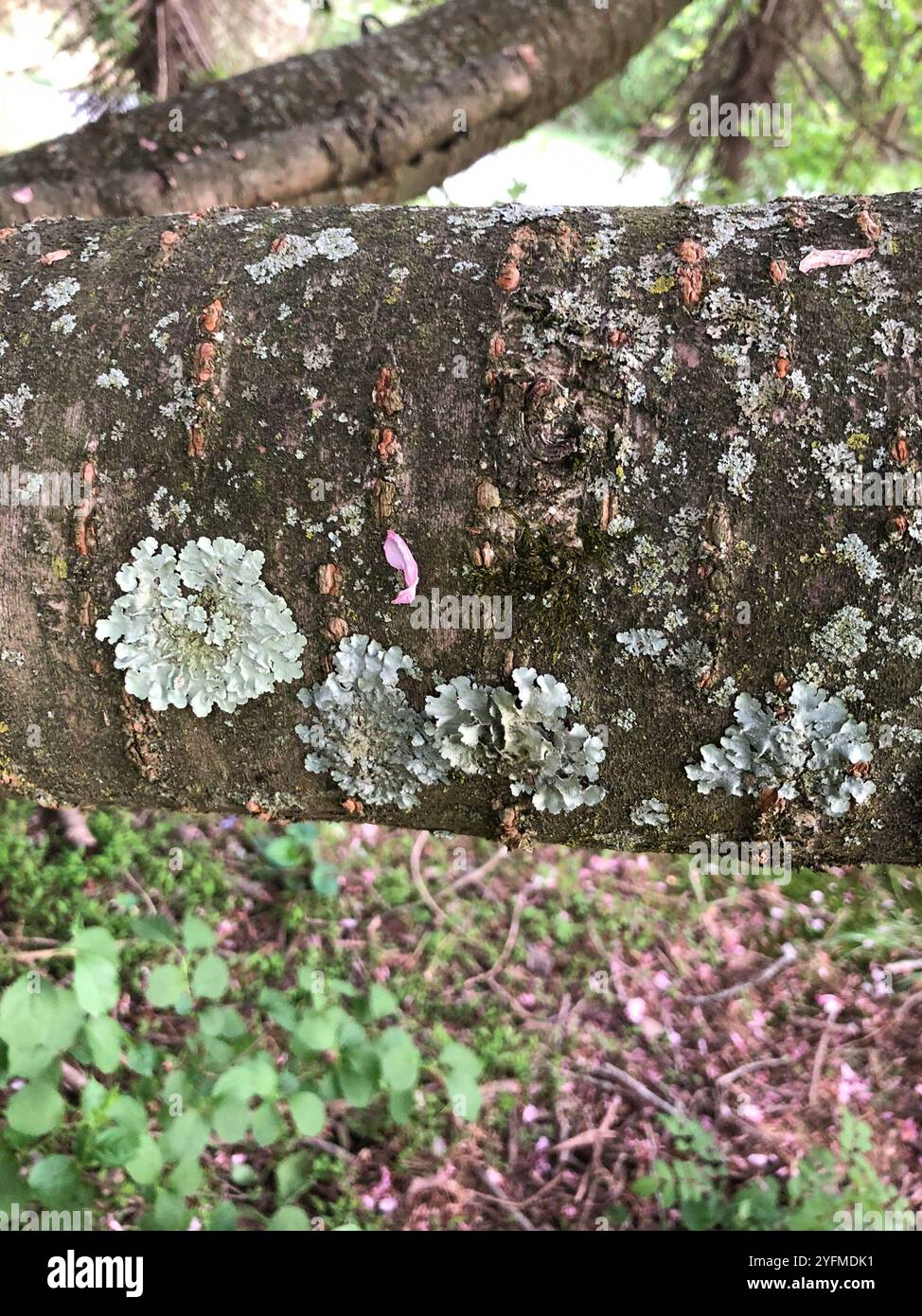 common greenshield lichen (Flavoparmelia caperata Stock Photo - Alamy