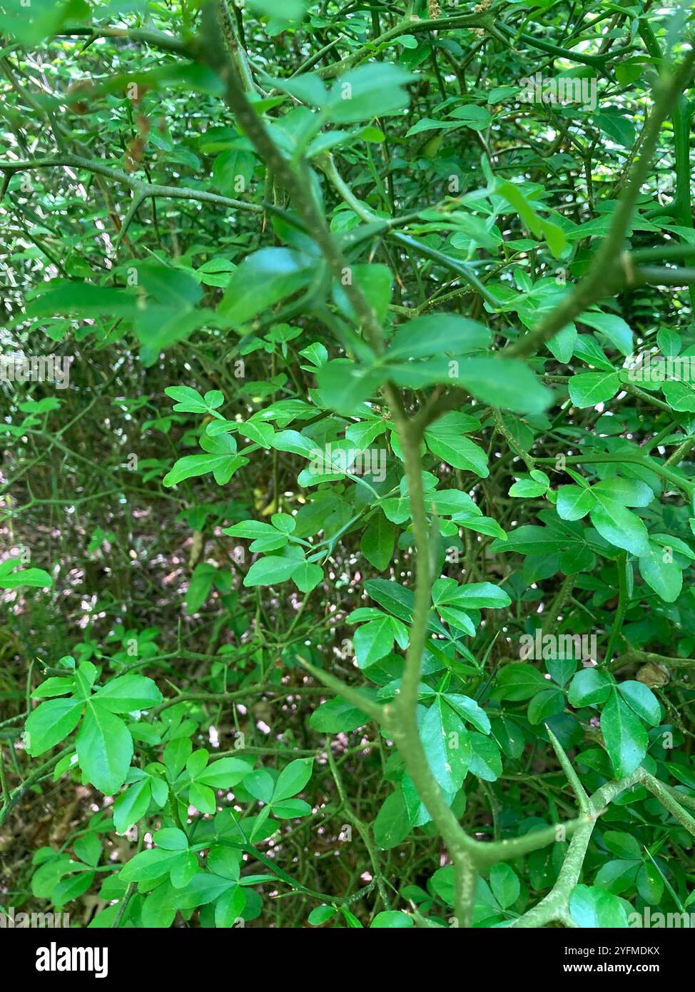 trifoliate orange (Citrus trifoliata Stock Photo - Alamy