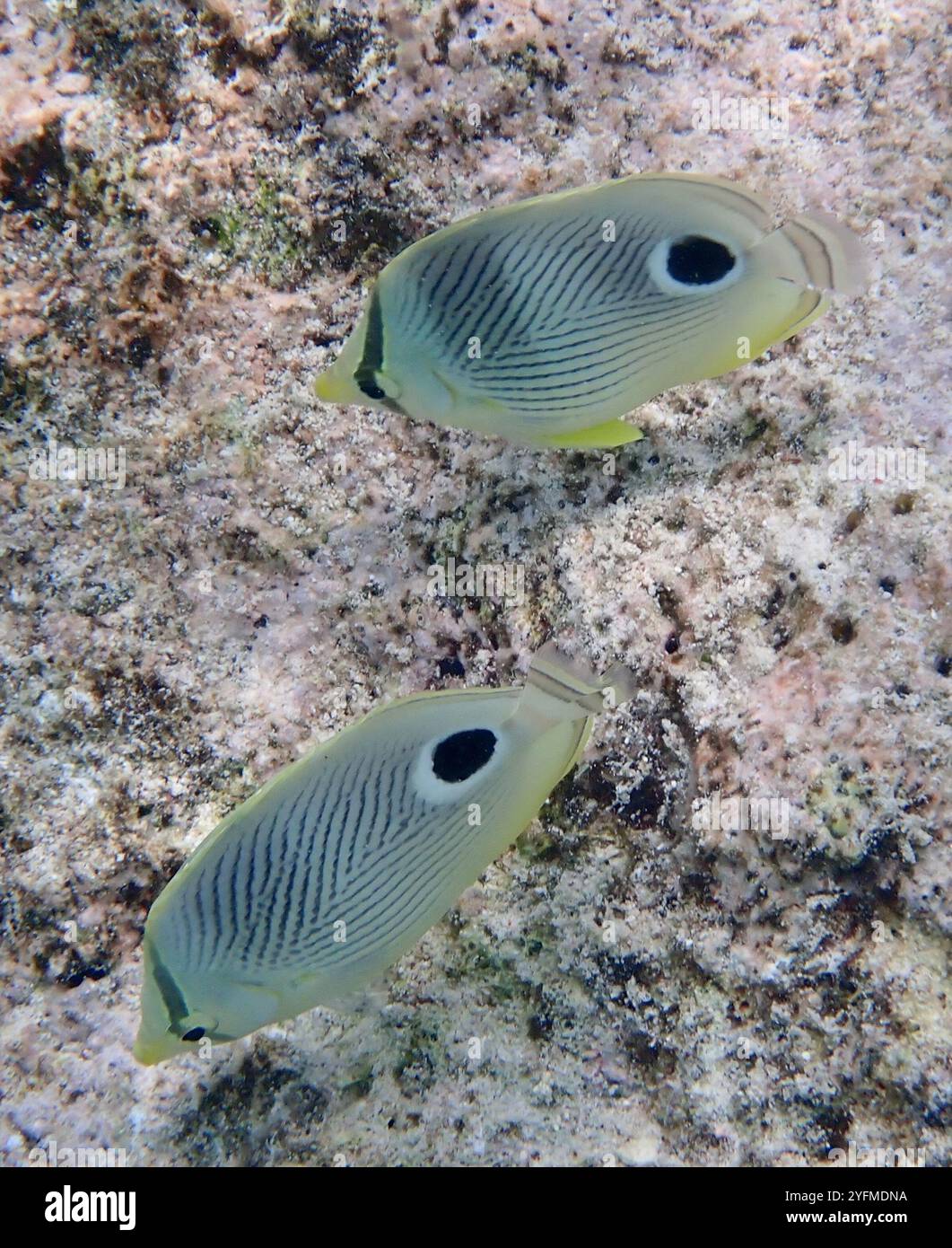 Four-eyed Butterflyfish (Chaetodon capistratus Stock Photo - Alamy