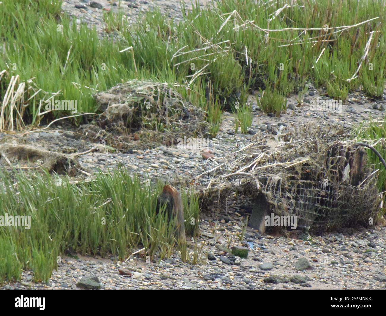 Saltmarsh Cordgrass (Sporobolus alterniflorus Stock Photo - Alamy