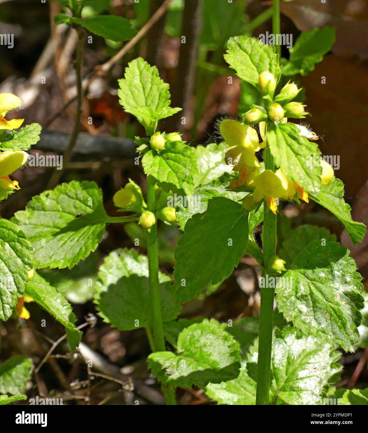 Variegated Yellow Archangel (Lamium galeobdolon argentatum Stock Photo ...