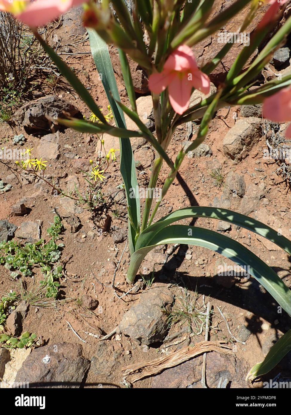 Two-leaved Cape tulip (Moraea miniata Stock Photo - Alamy