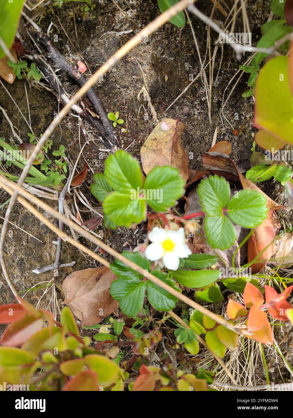 Beach strawberry fragaria chiloensis hi-res stock photography and ...