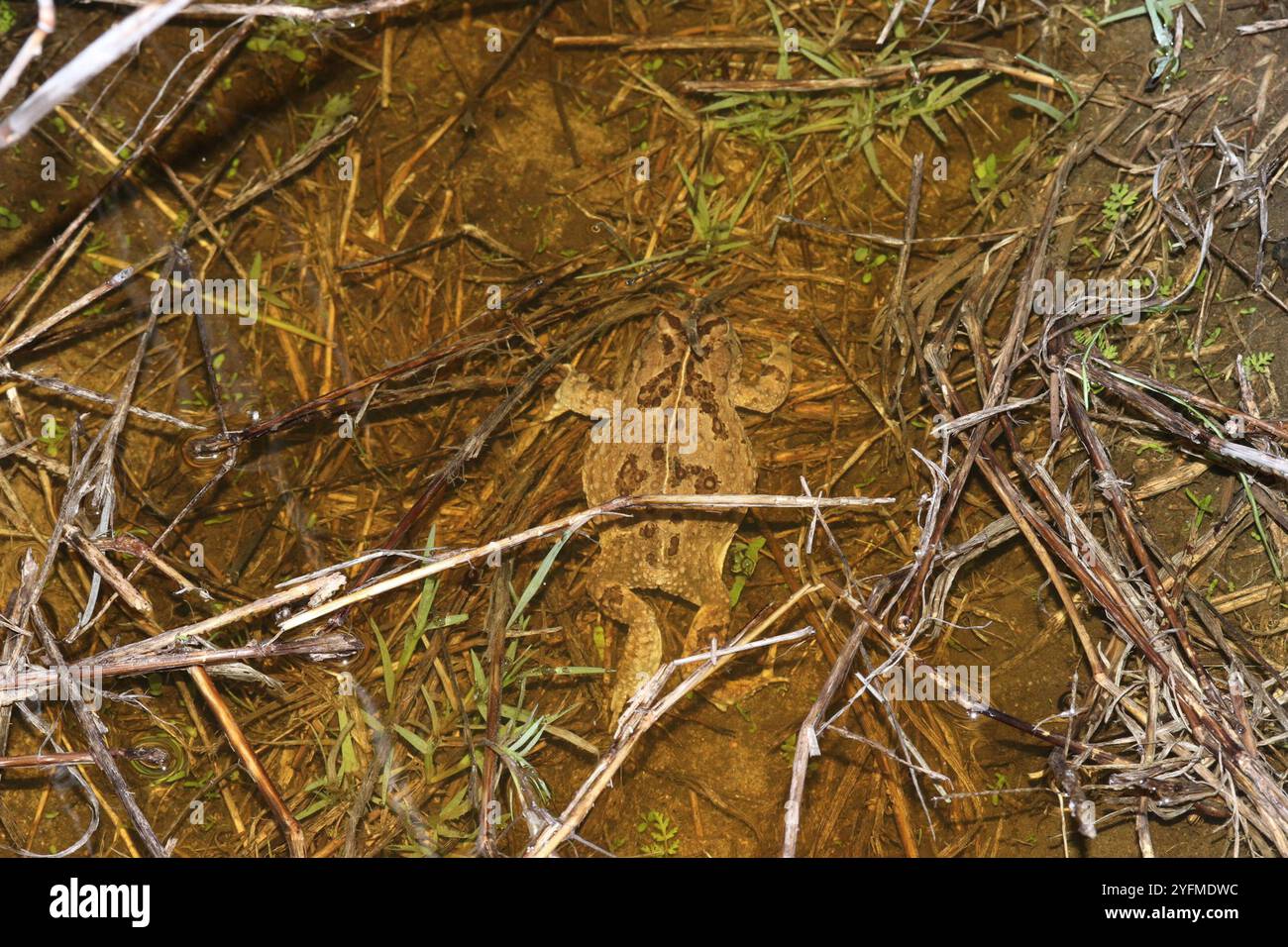 Sand Toad (Vandijkophrynus angusticeps Stock Photo - Alamy