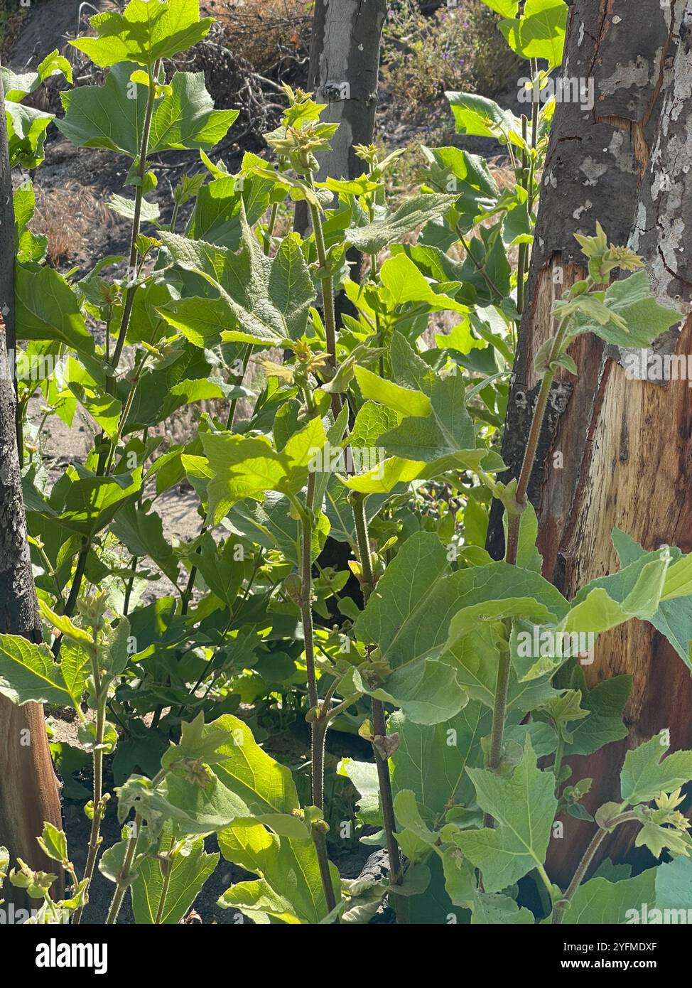 western sycamore (Platanus racemosa Stock Photo - Alamy