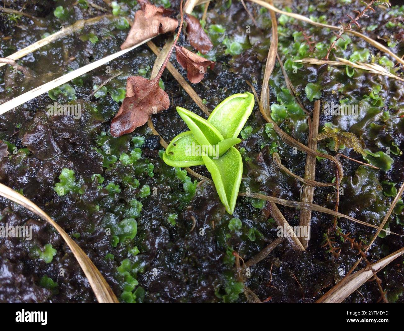 Common Butterwort (Pinguicula vulgaris Stock Photo - Alamy