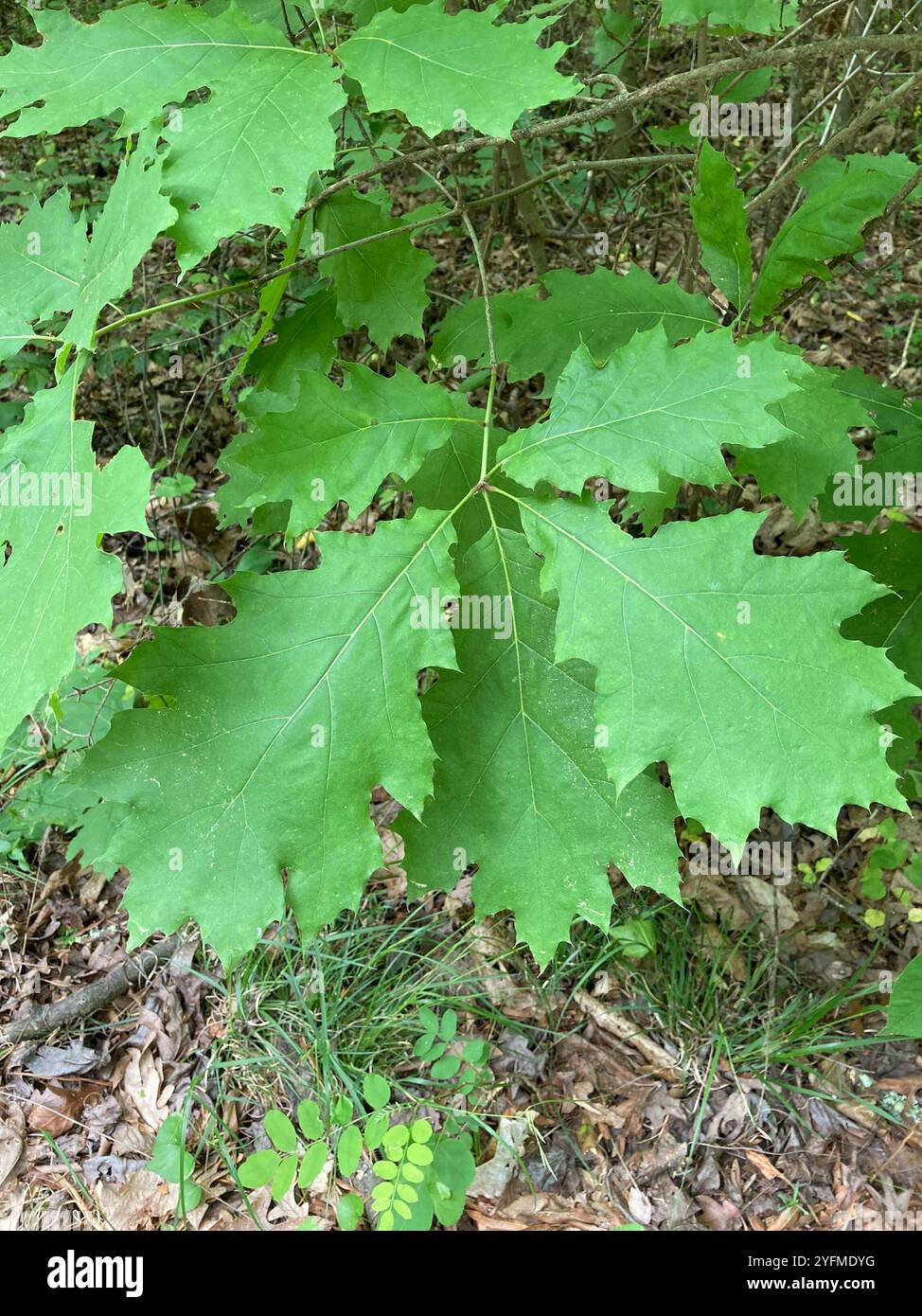 chestnut oak (Quercus montana Stock Photo - Alamy