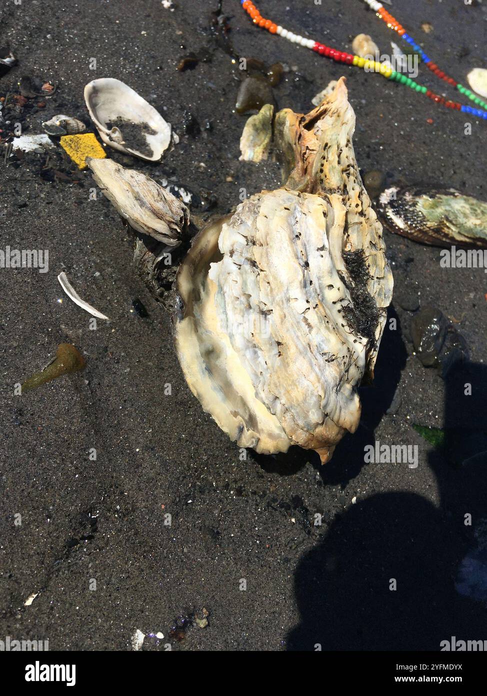Eastern Oyster (Crassostrea virginica Stock Photo - Alamy