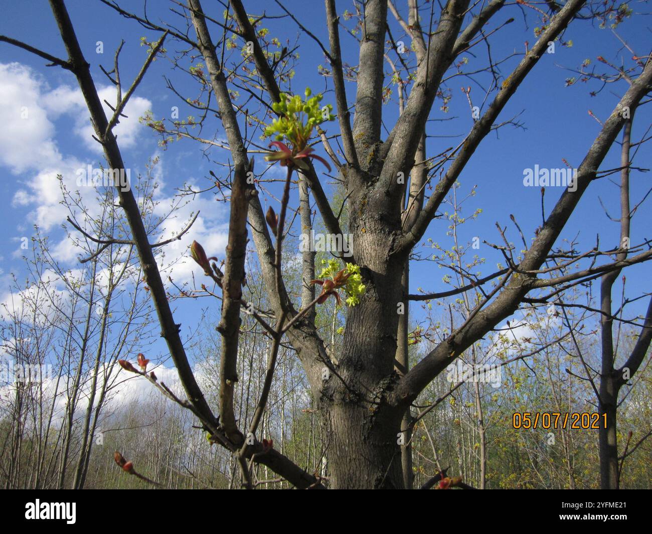 Norway maple (Acer platanoides Stock Photo - Alamy