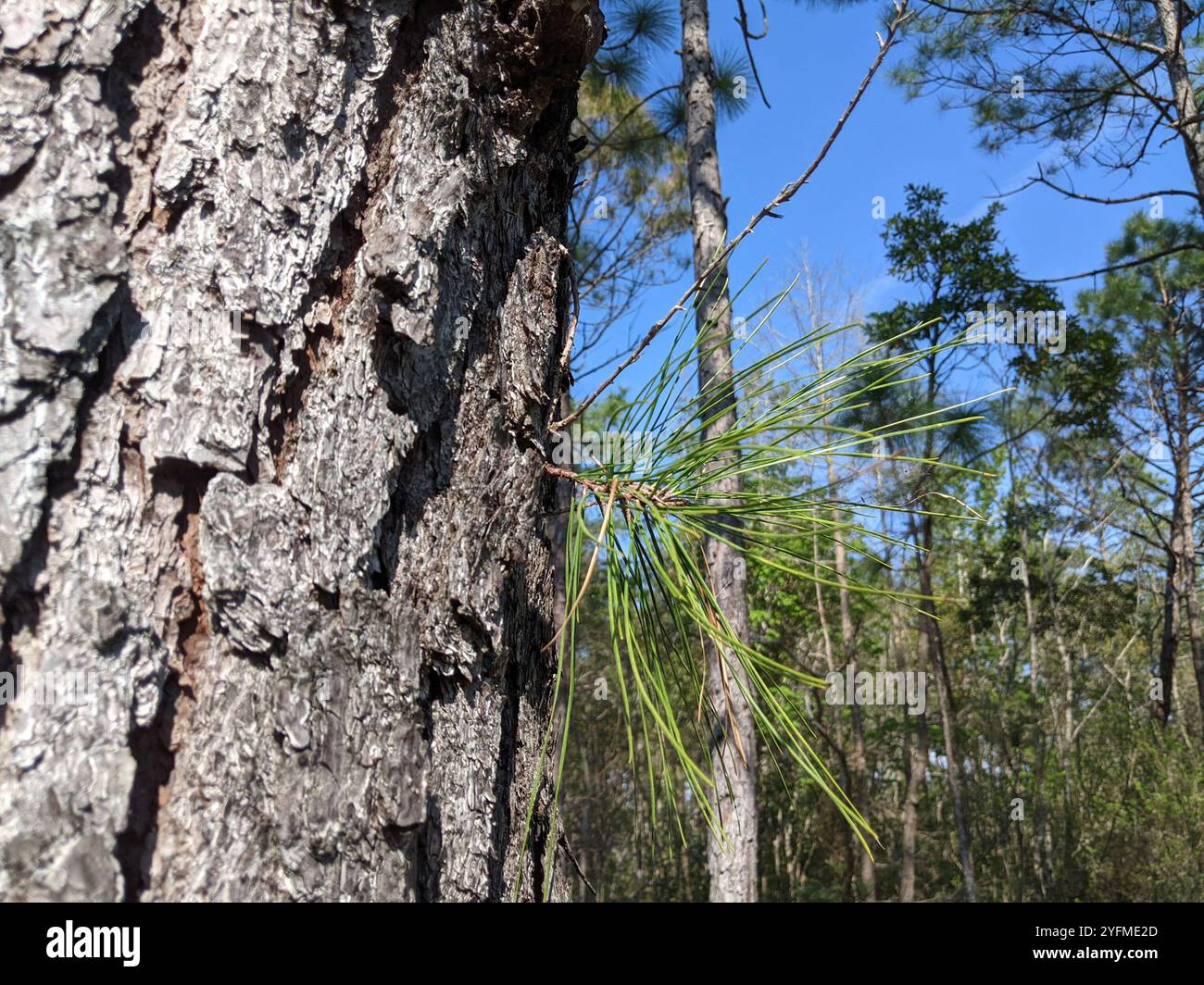 pond pine (Pinus serotina Stock Photo - Alamy
