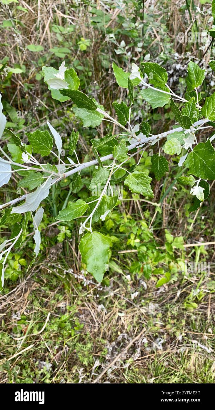 white poplar (Populus alba Stock Photo - Alamy