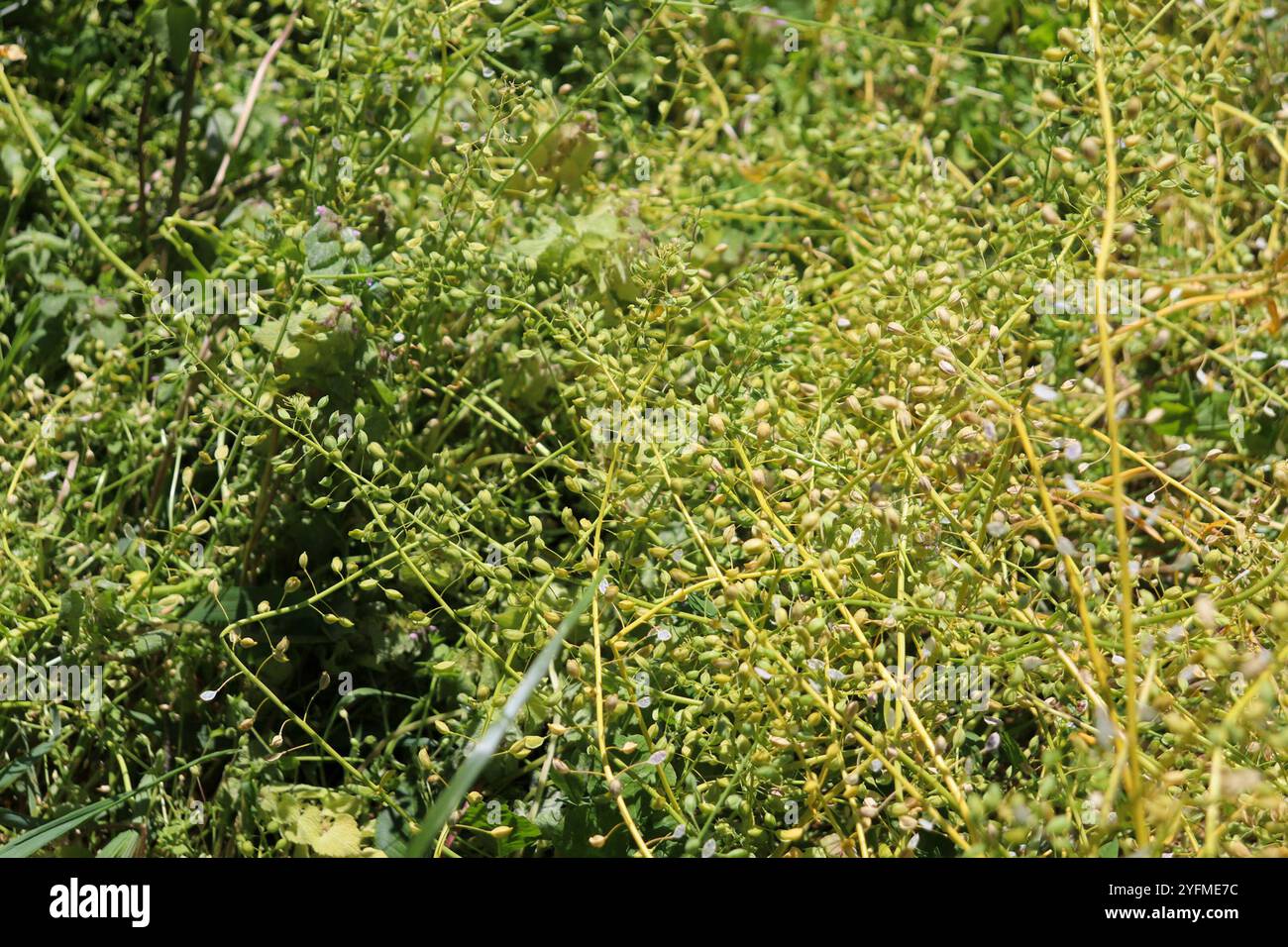 garlic penny-cress (Mummenhoffia alliacea Stock Photo - Alamy
