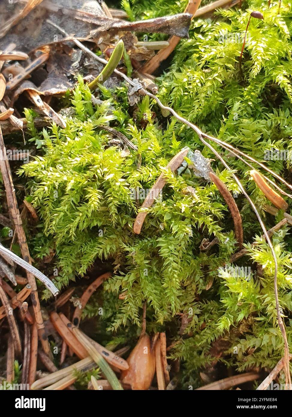 Mnium hornum hi-res stock photography and images - Alamy