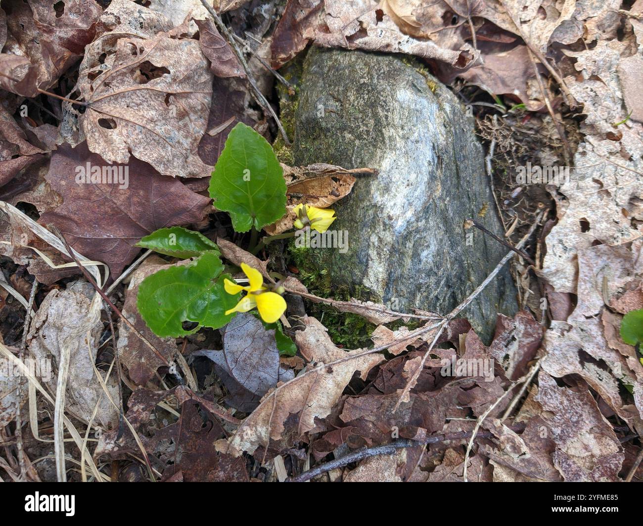 Round-leaved Violet (Viola rotundifolia Stock Photo - Alamy