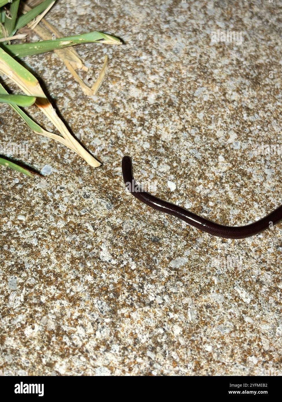 Brahminy Blindsnake (Indotyphlops braminus Stock Photo - Alamy