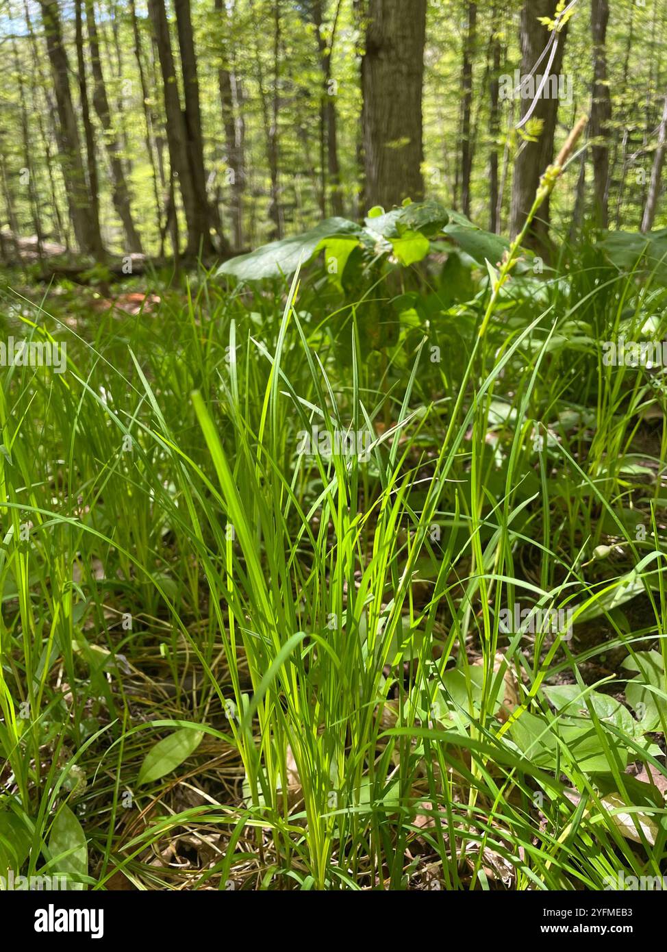 pretty sedge (Carex woodii Stock Photo - Alamy