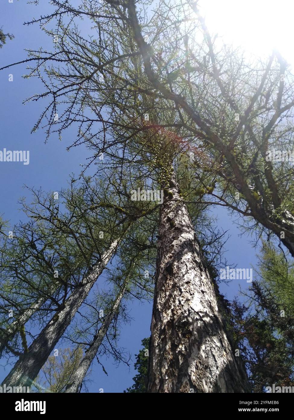 western larch (Larix occidentalis Stock Photo - Alamy
