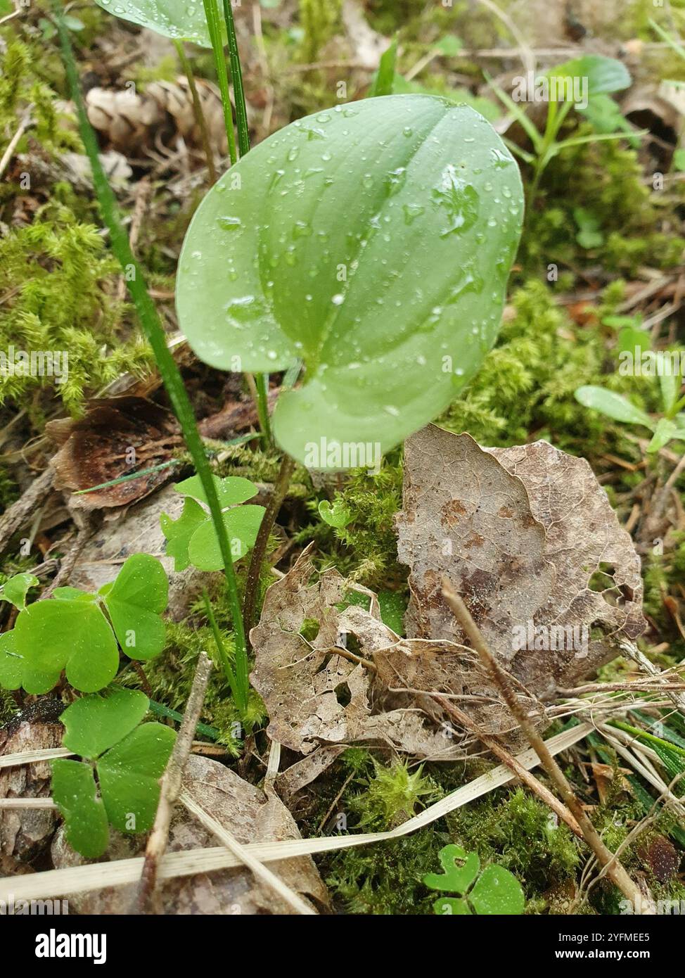 May Lily (Maianthemum bifolium Stock Photo - Alamy
