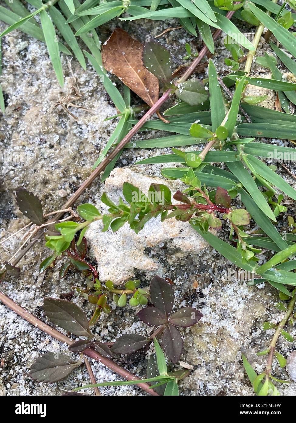 Smallfruit Primrose-Willow (Ludwigia microcarpa Stock Photo - Alamy