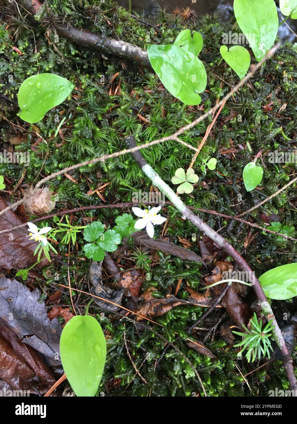threeleaf goldthread (Coptis trifolia Stock Photo - Alamy