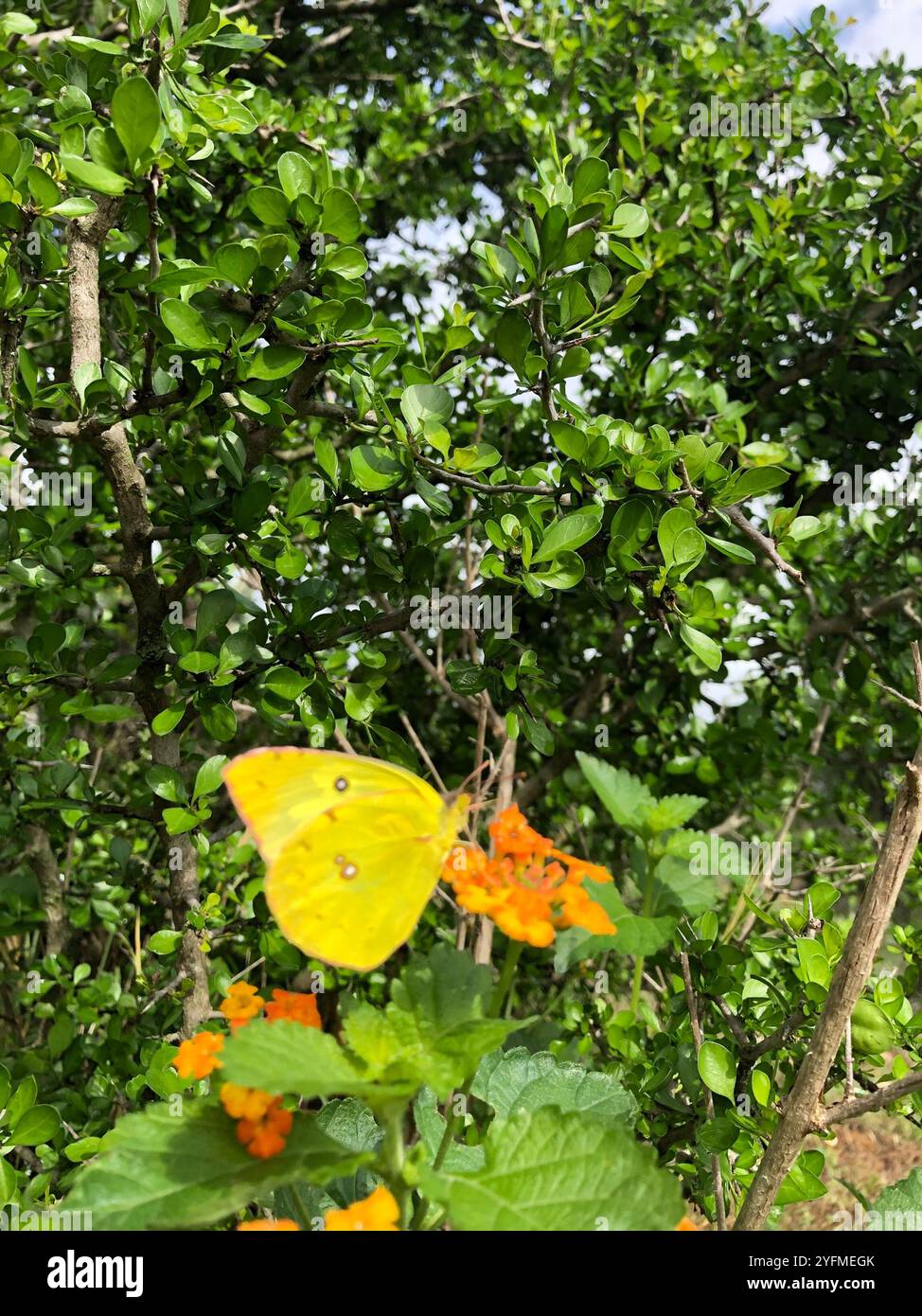 Southern Dogface (Zerene cesonia Stock Photo - Alamy