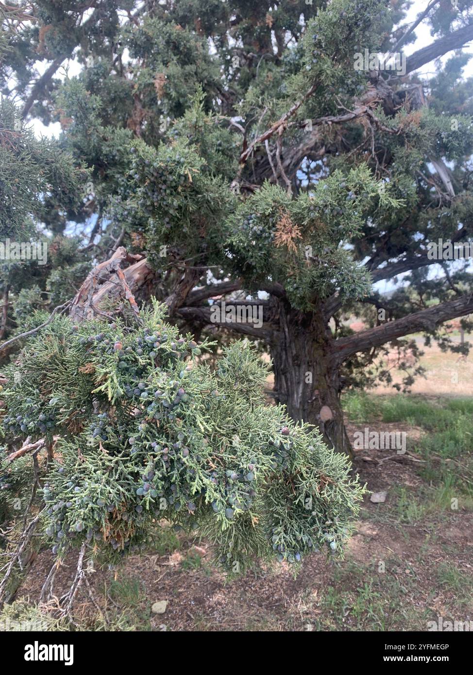 western juniper (Juniperus occidentalis Stock Photo - Alamy
