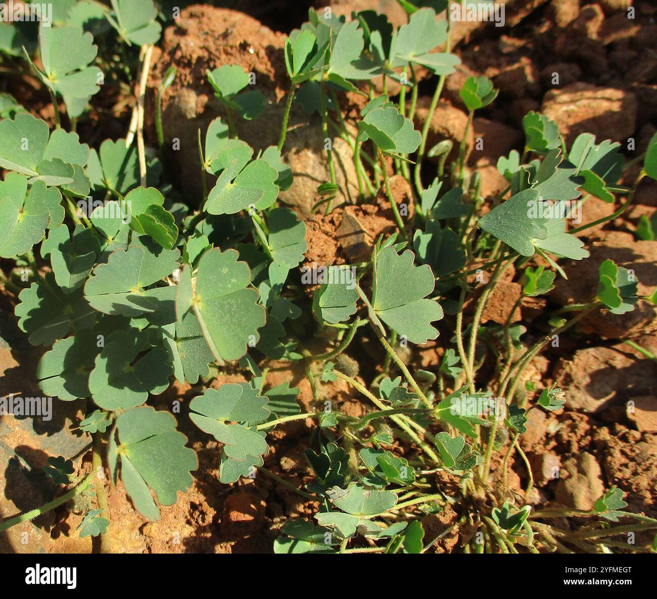 Helicopter Ferns (Marsilea Stock Photo - Alamy