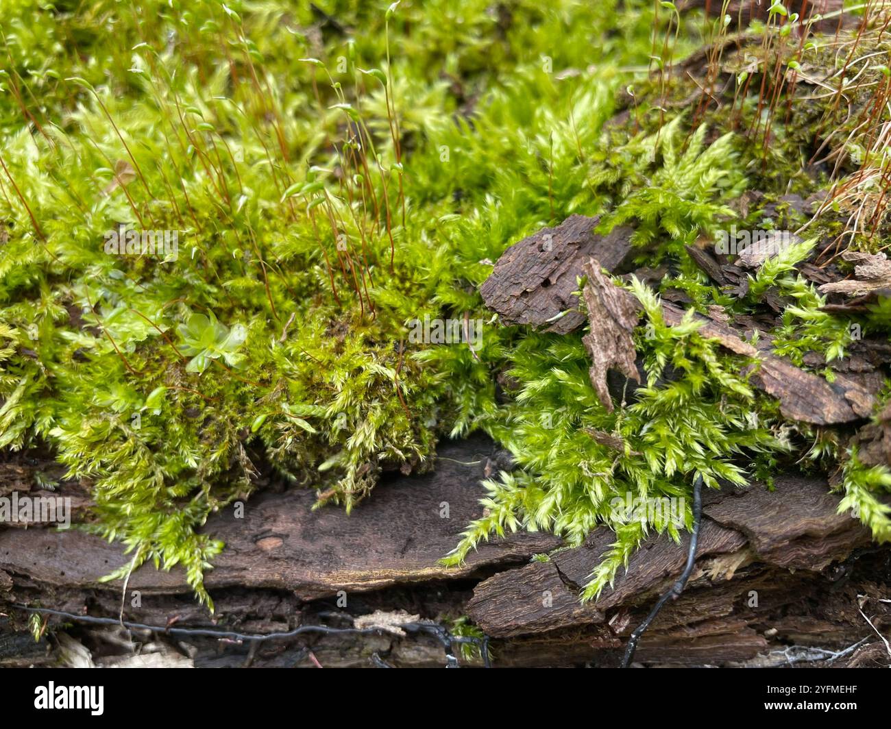 Rough stalked feather moss brachythecium rutabulum hi-res stock ...