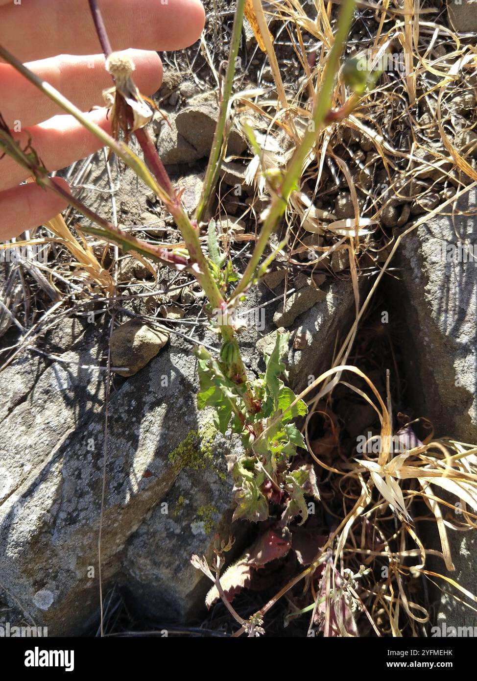 False hawkbit hi-res stock photography and images - Alamy
